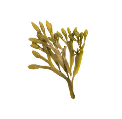 Fucus Vesiculosus Photosynthetic Pigment And Carbohydrate Profiling Of